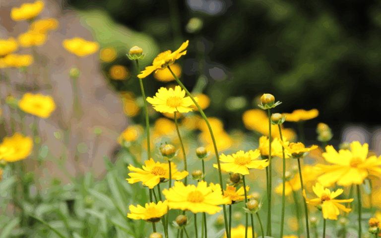 Kristen Boice, MA, LMFT